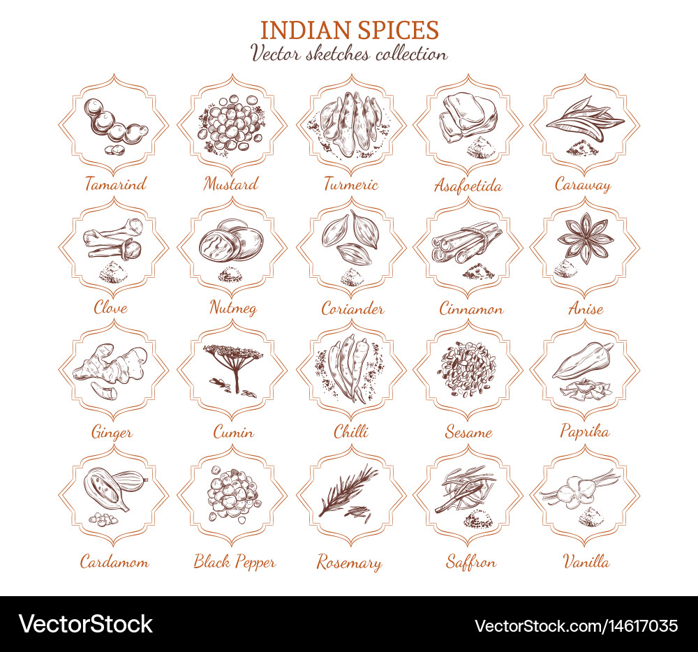 Organic spices and herbs collection Royalty Free Vector
