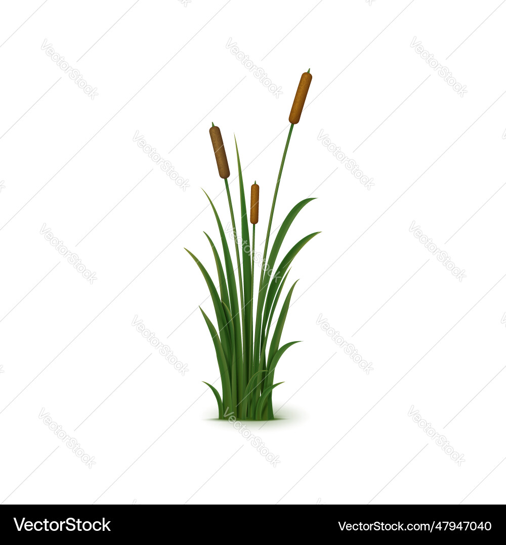 Realistic reed grass with feathery seed heads Vector Image