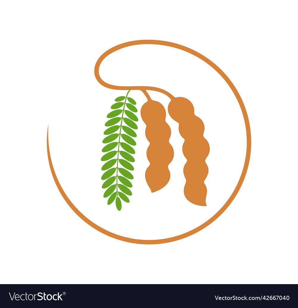 Tamarind Royalty Free Vector Image - VectorStock
