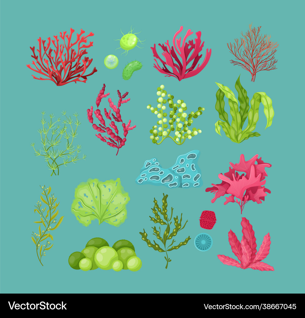Underwater marine flora aquarium Royalty Free Vector Image