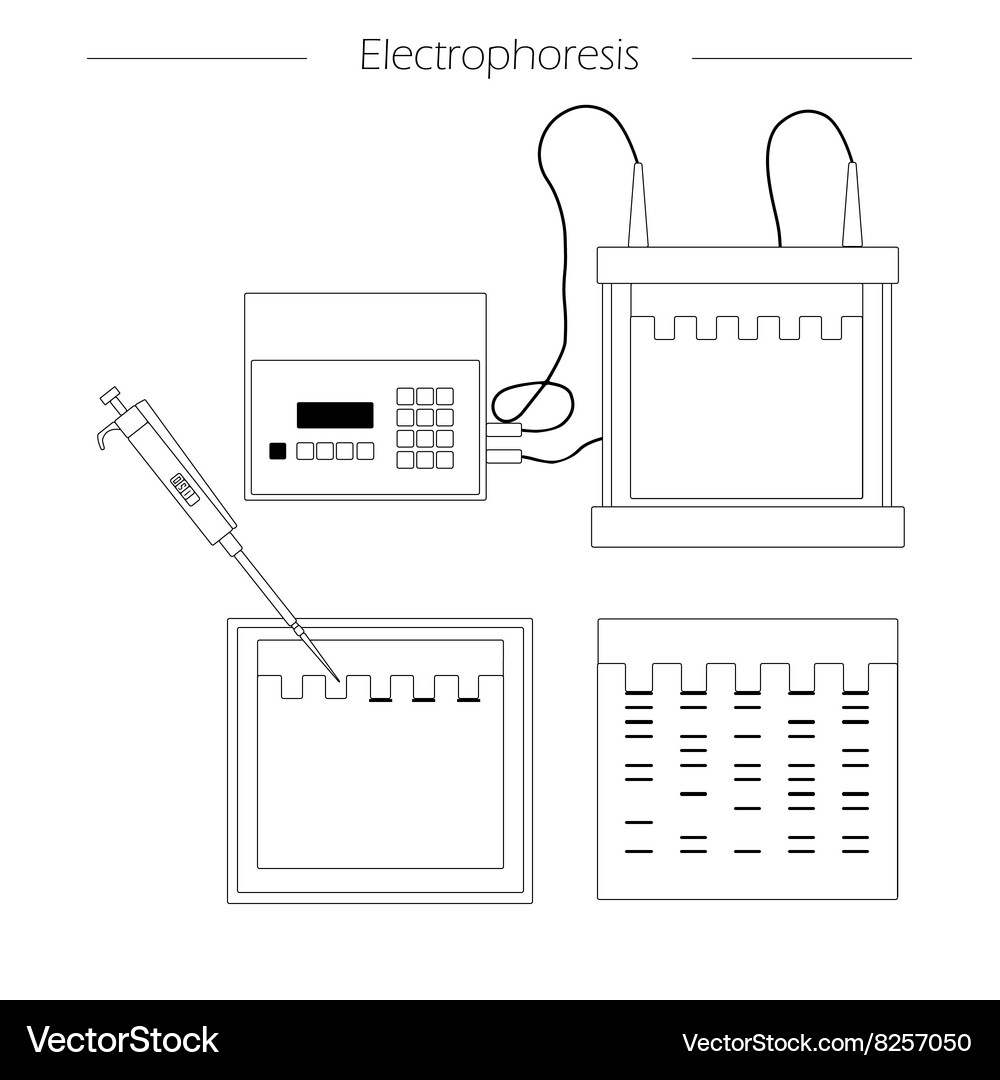 Electrophoresis Diagram
