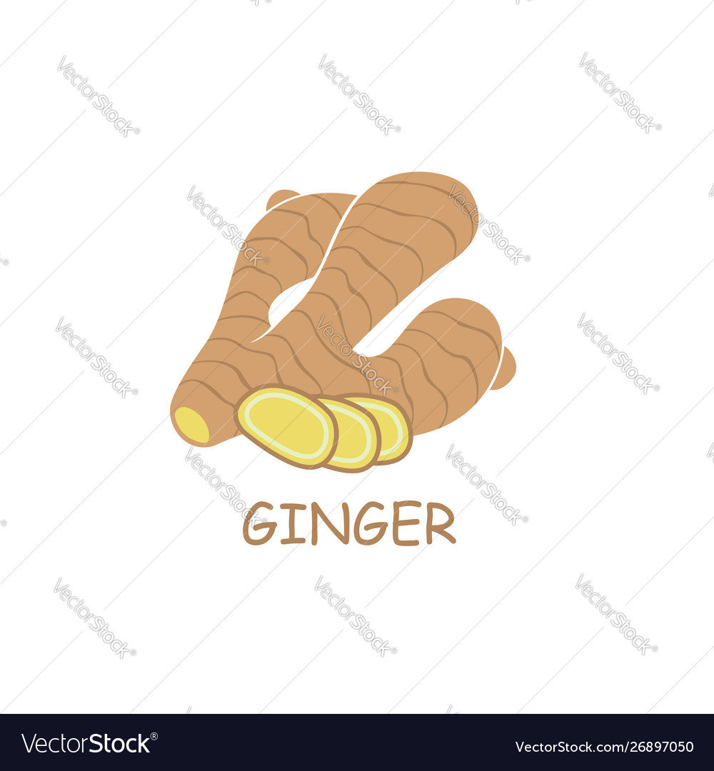 Ginger root Royalty Free Vector Image - VectorStock Ginger root Royalty Free Vector Image - VectorStock