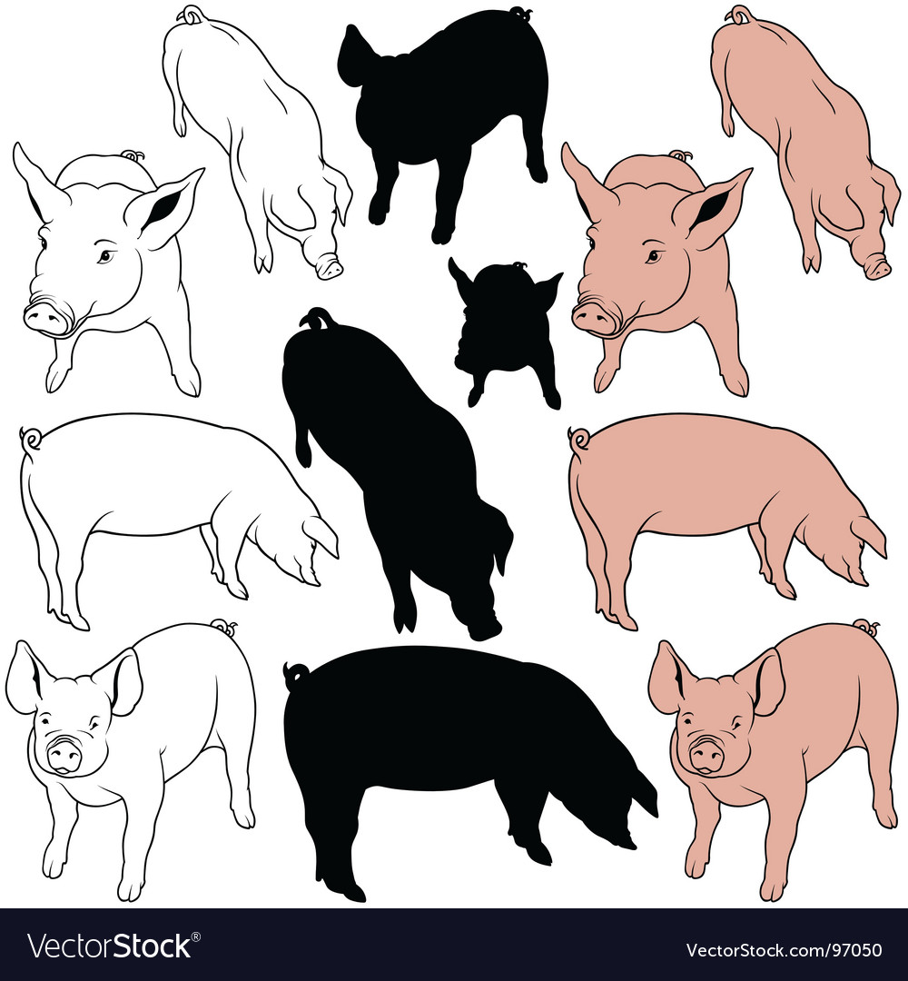 Pigs set Royalty Free Vector Image - VectorStock