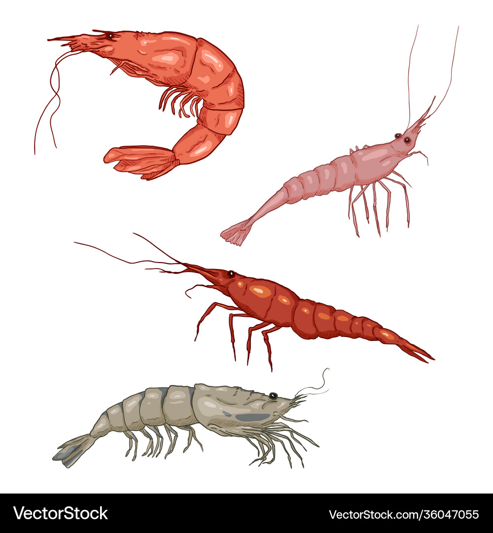 Cartoon shrimps and prawns Royalty Free Vector Image