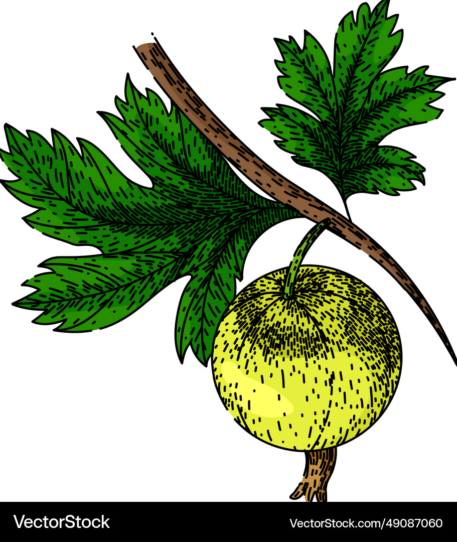 Fruit gooseberry sketch hand drawn Royalty Free Vector Image