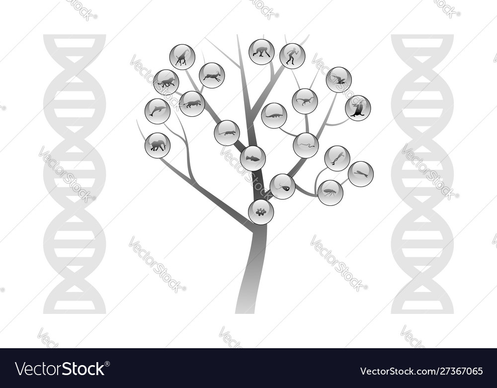 Evolution Royalty Free Vector Image - VectorStock