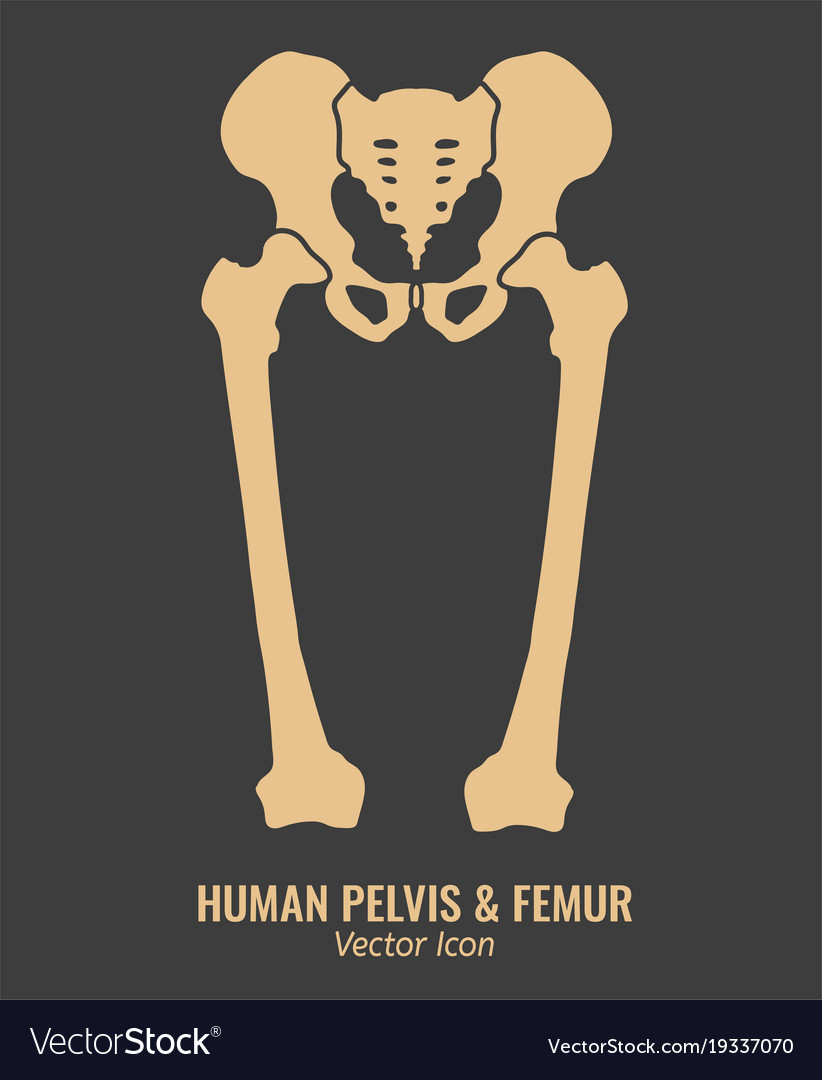 Human Hip Bones Royalty Free Vector Image Vectorstock