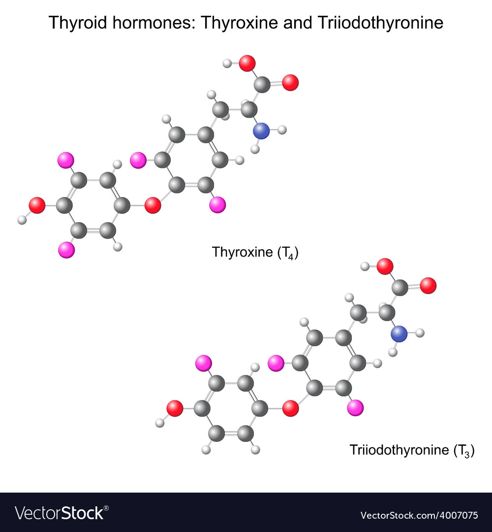 Structural Chemical Model Of Thyroid Hormones Vector Image