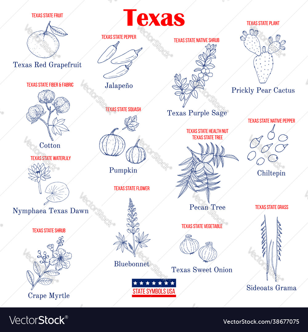 Texas set usa official state symbols Royalty Free Vector