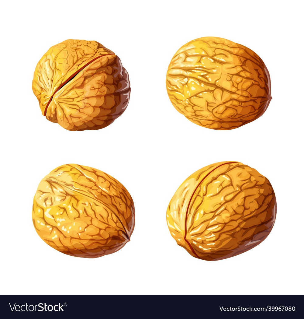 Walnut nut Royalty Free Vector Image - VectorStock