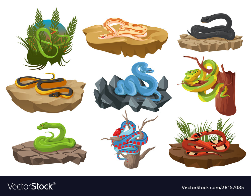 Snakes serpents python black mamba Royalty Free Vector Image