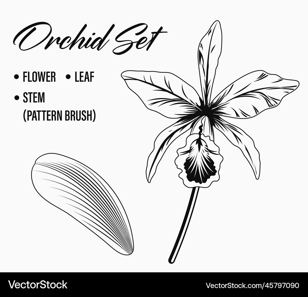 Cattleya Orchid Drawings