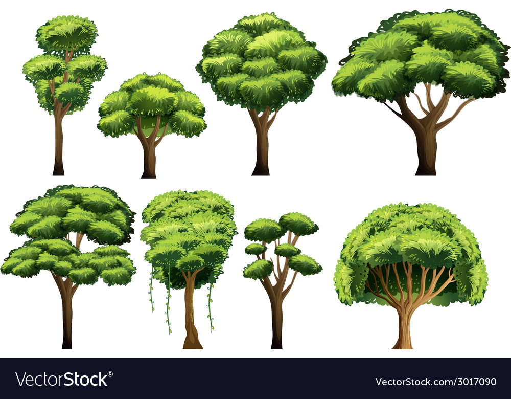Tree set Royalty Free Vector Image - VectorStock