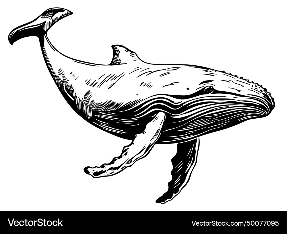 Hand drawn of humpback whale Royalty Free Vector Image