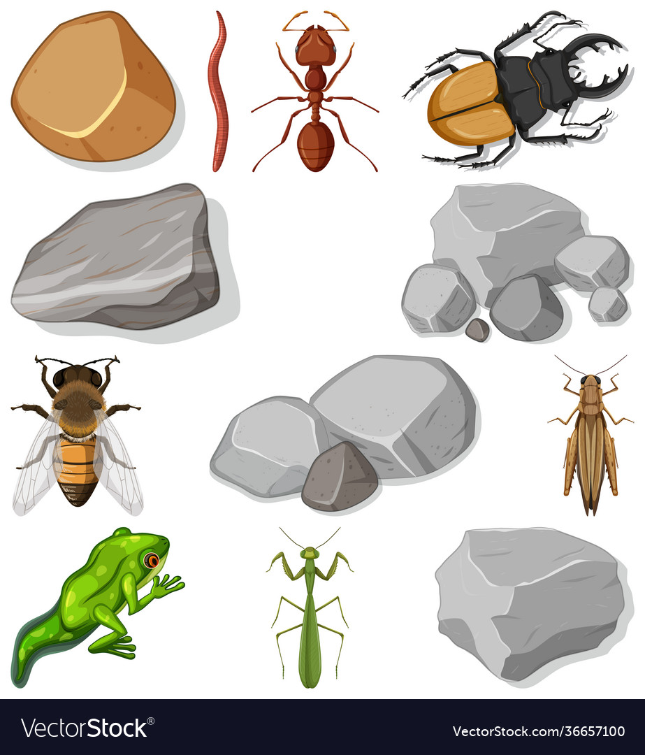 Different types insect with nature elements Vector Image
