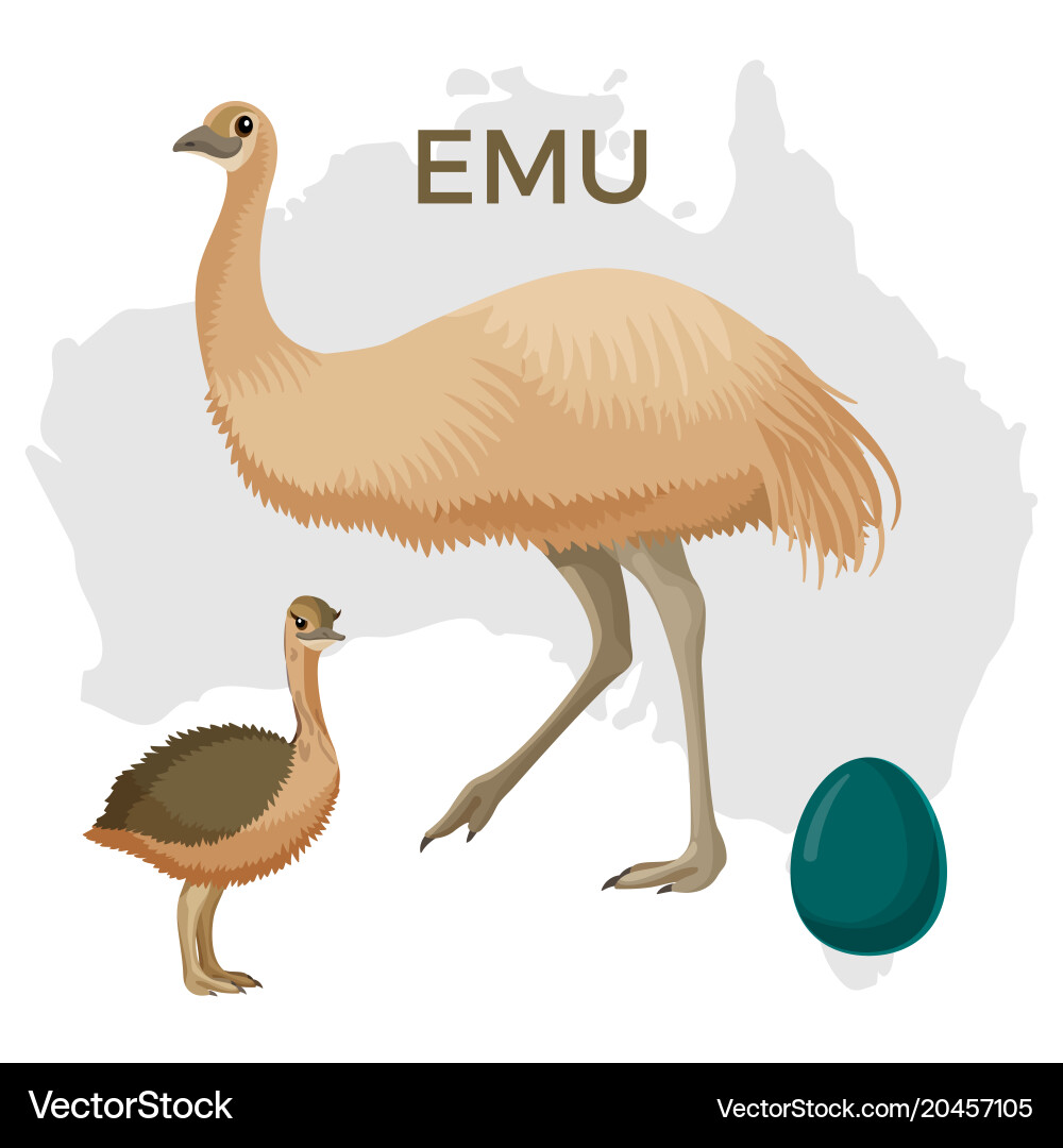 Emu bird small and large isolated on white small Vector Image