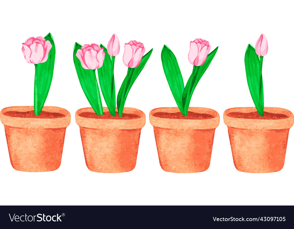 Pink tulips in a pot Royalty Free Vector Image