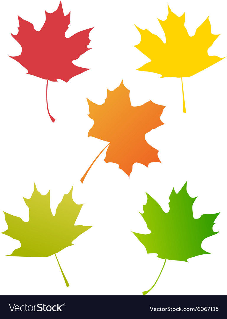 Maple autumn leaves Royalty Free Vector Image - VectorStock