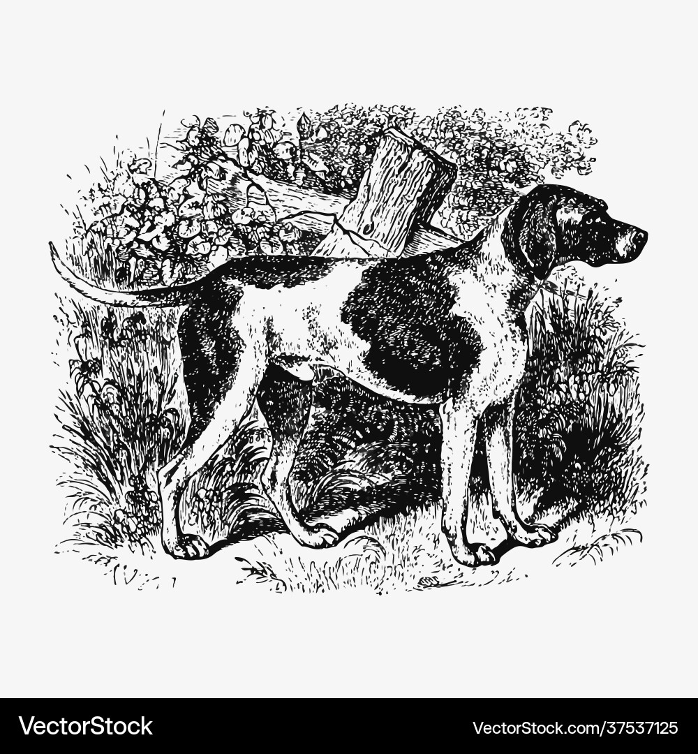 Domesticated hunting dog Royalty Free Vector Image