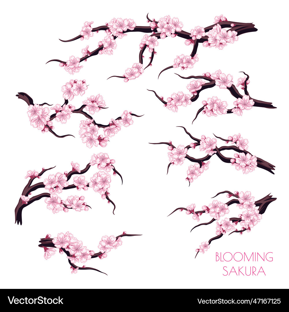 Isolated blooming sakura branches cartoon cherry Vector Image