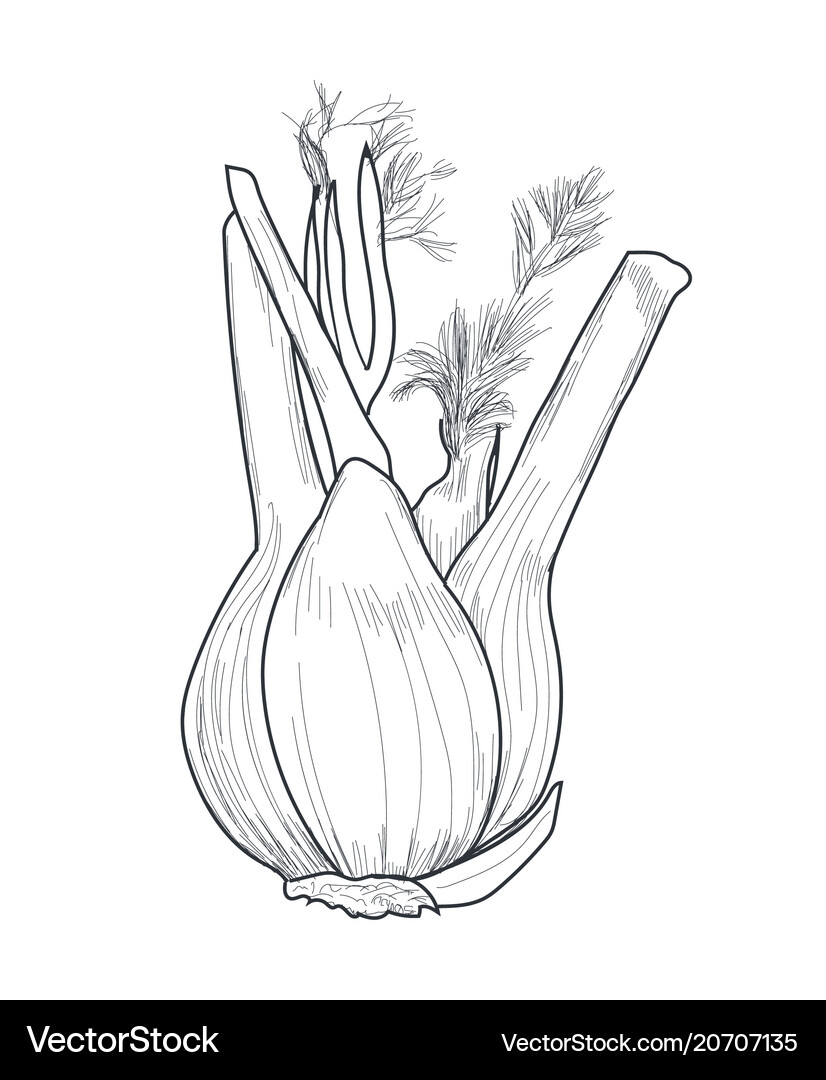 Hand drawn fennel over white background Royalty Free Vector