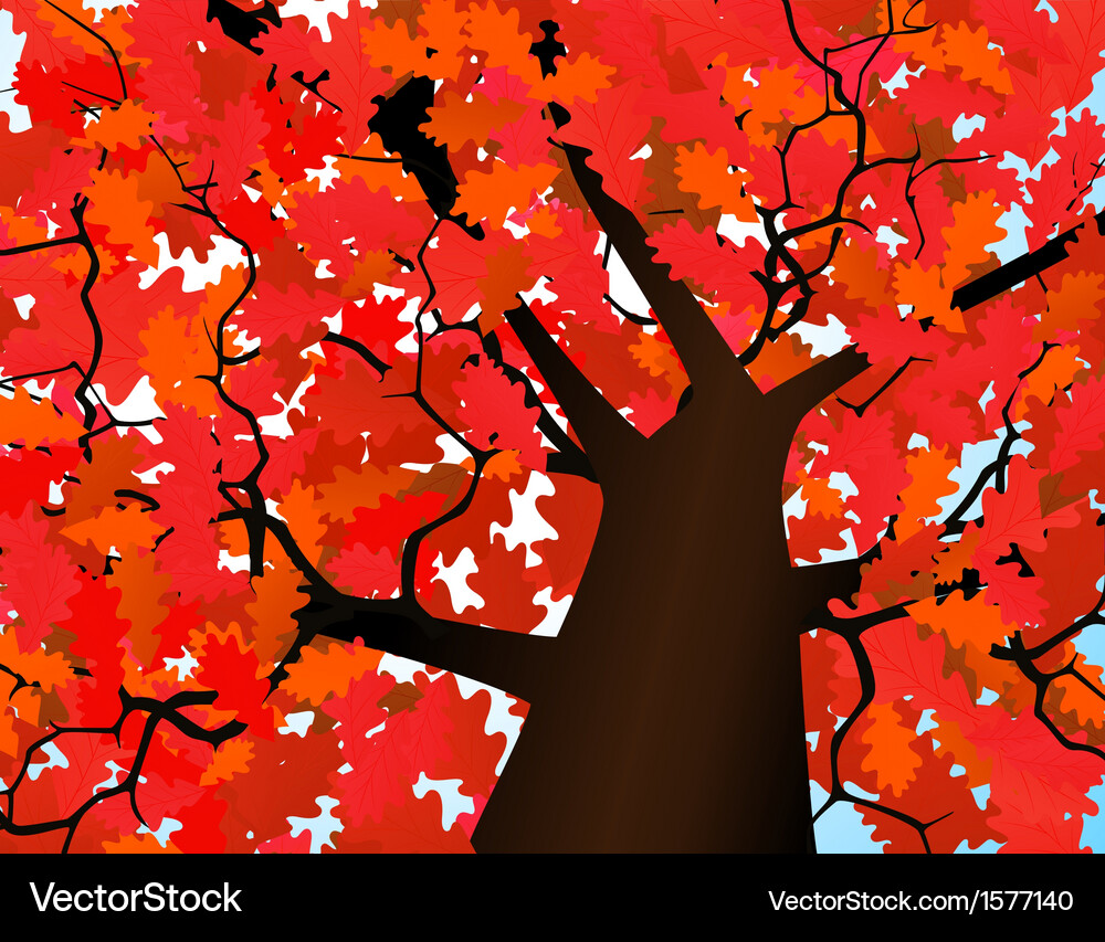 Autumn crown of a tree Royalty Free Vector Image