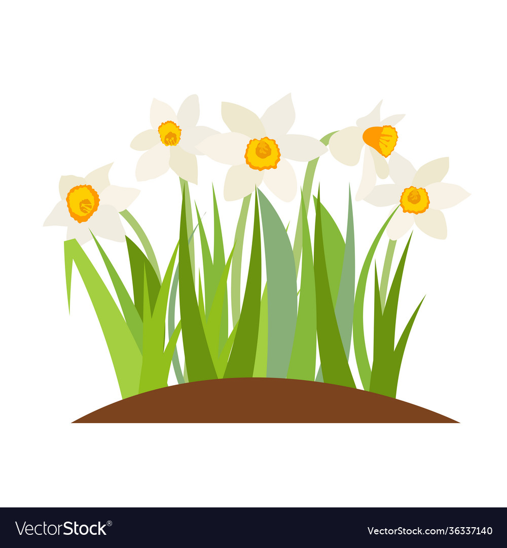 Bouquet spring flowers daffodils isolated Vector Image