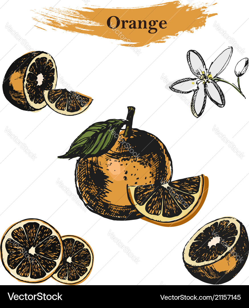 Orange sketchvintage ink hand drawn Royalty Free Vector