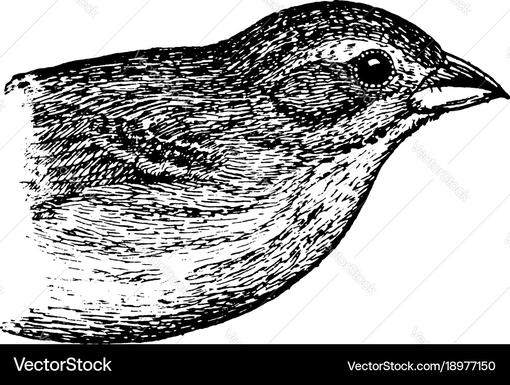 Female indigobird vintage Royalty Free Vector Image