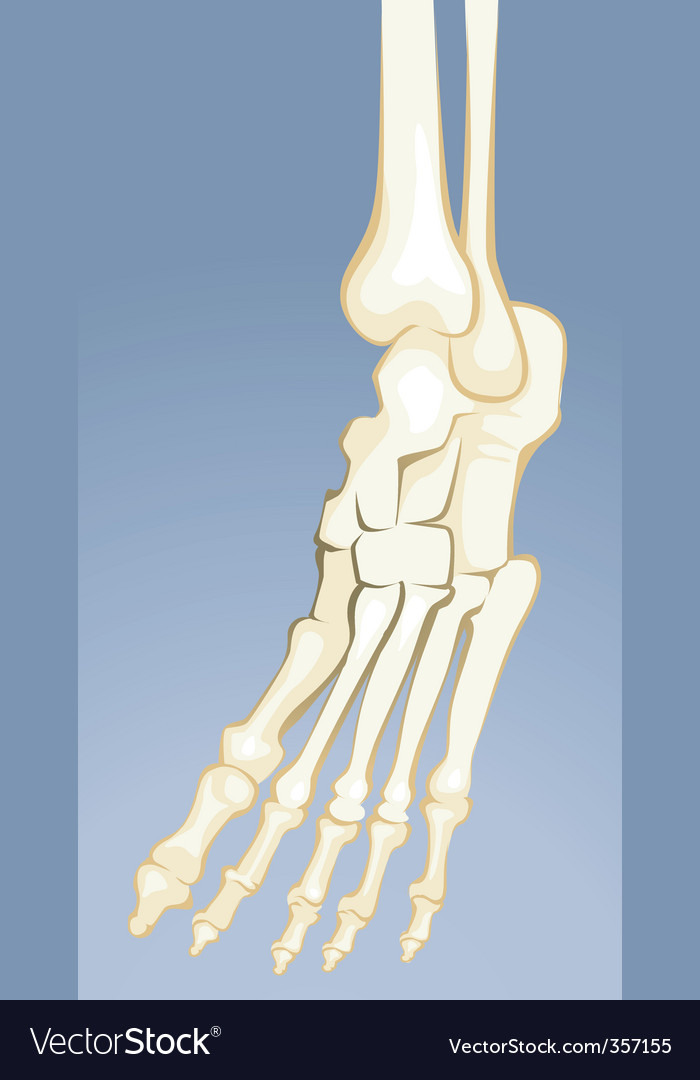 Bones Royalty Free Vector Image - VectorStock