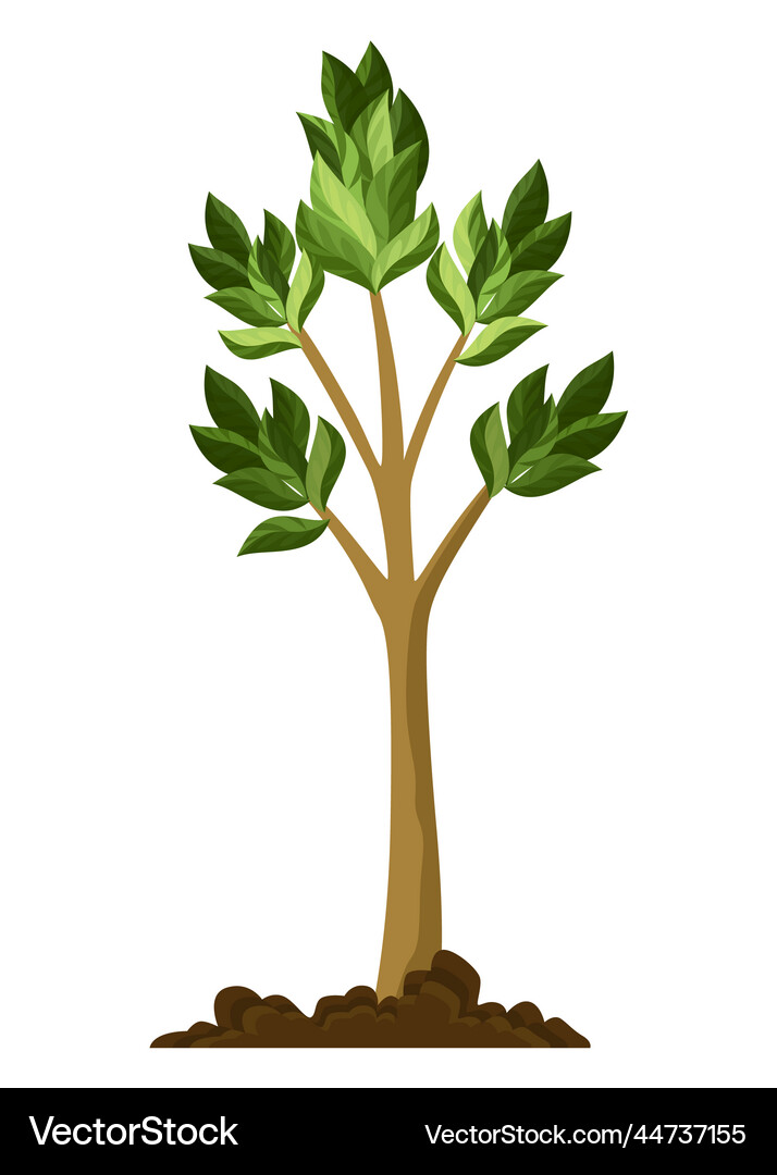 Stage of tree growth small tree growth with green Vector Image