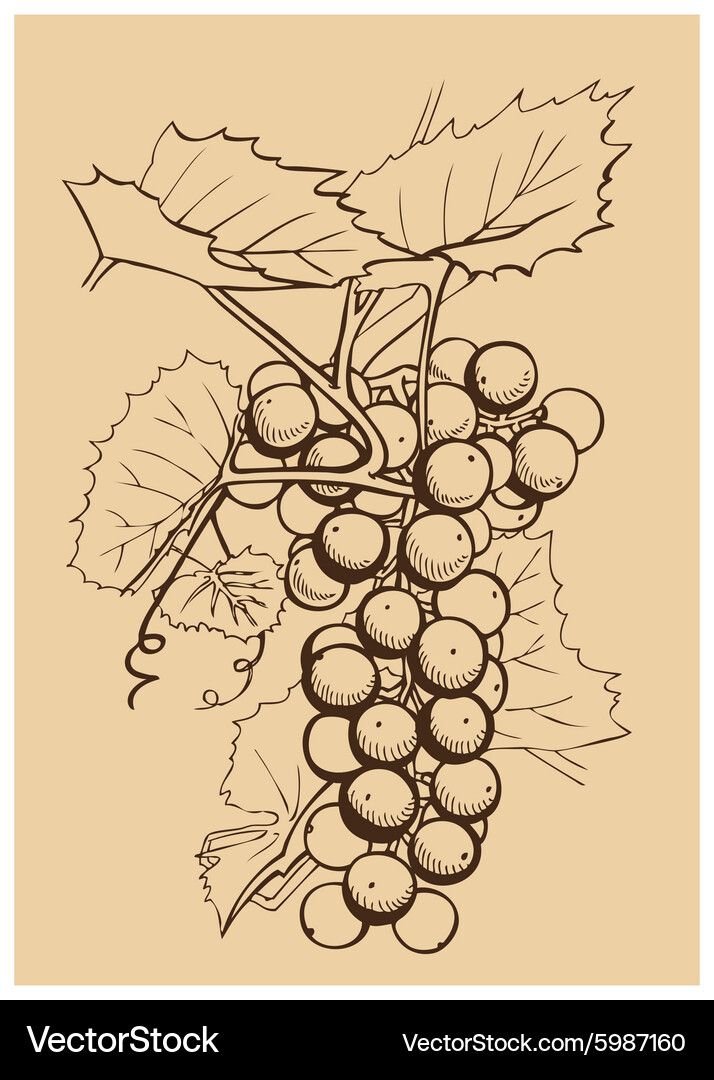 Bunch of grapes Royalty Free Vector Image - VectorStock
