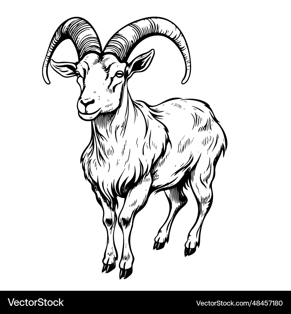 Farm goat standing hand drawn sketch Royalty Free Vector