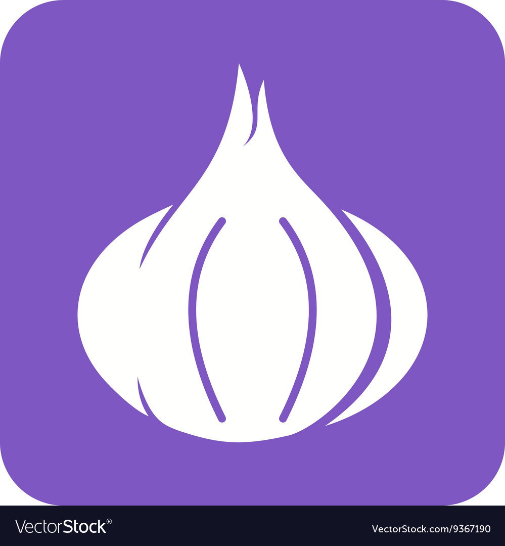 Garlic Royalty Free Vector Image - VectorStock