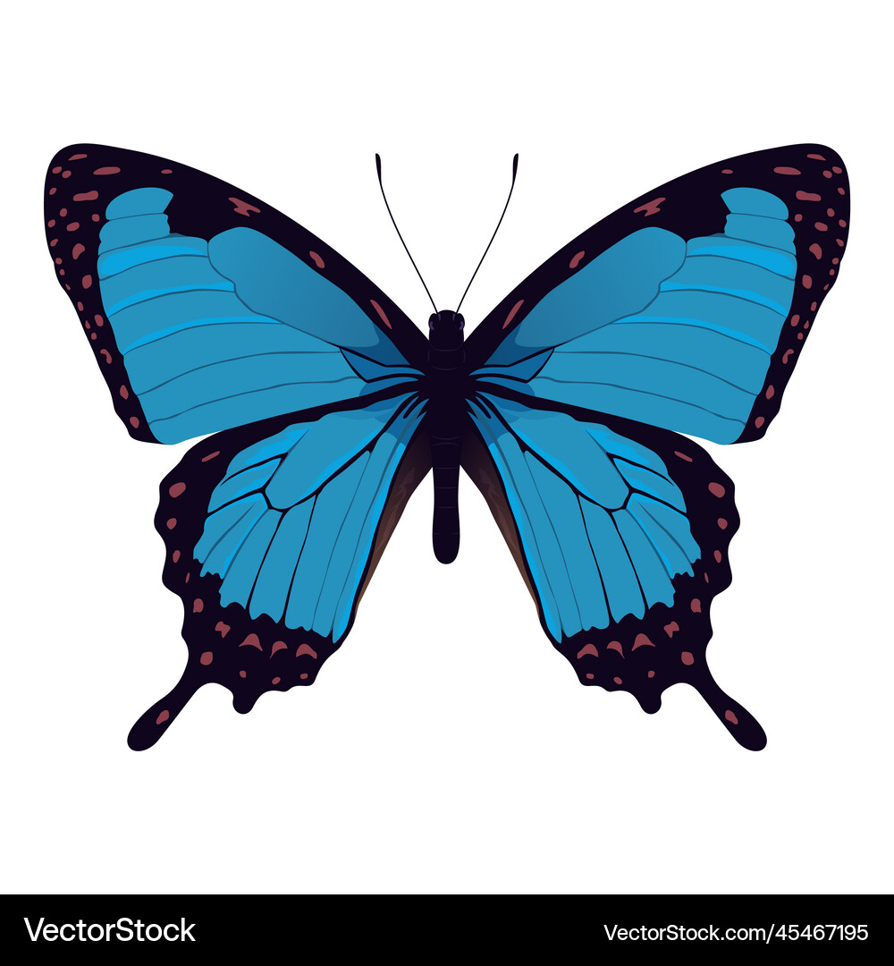 Blue Morpho Butterfly Clip Art