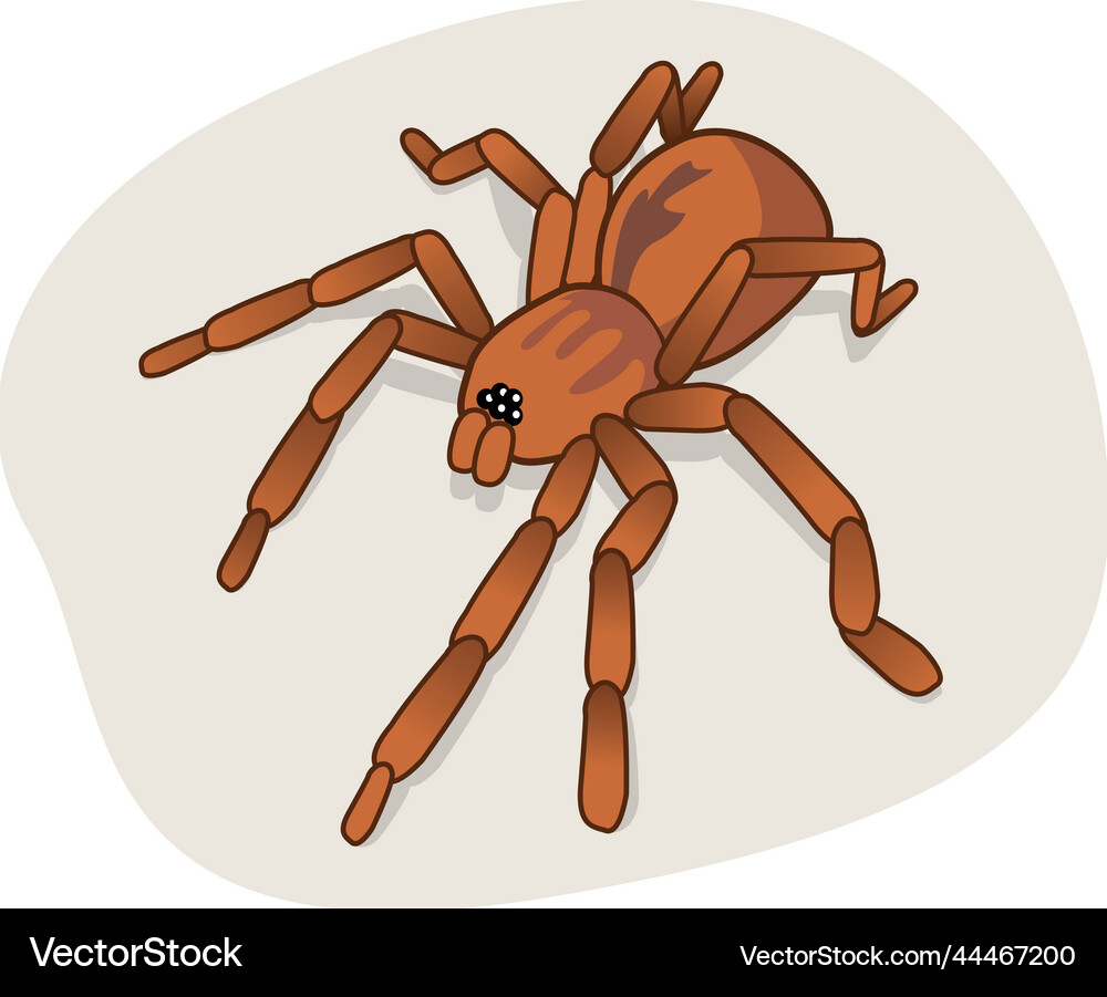 Arachnids spider biology nature Royalty Free Vector Image