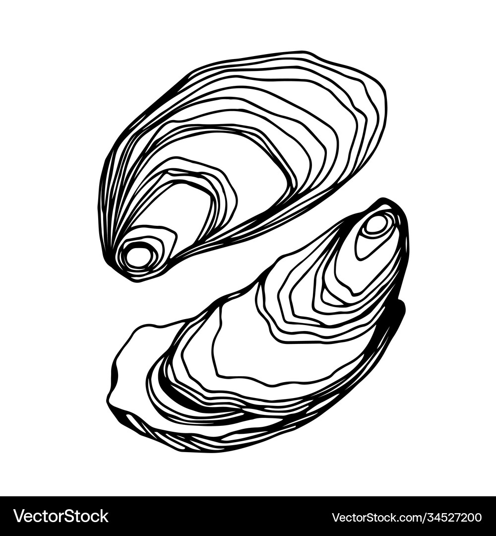 Oyster in a shell delicious seafood Royalty Free Vector