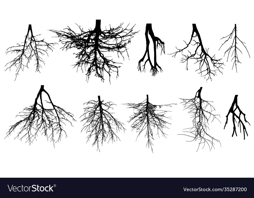 Root system trees set rootage Royalty Free Vector Image