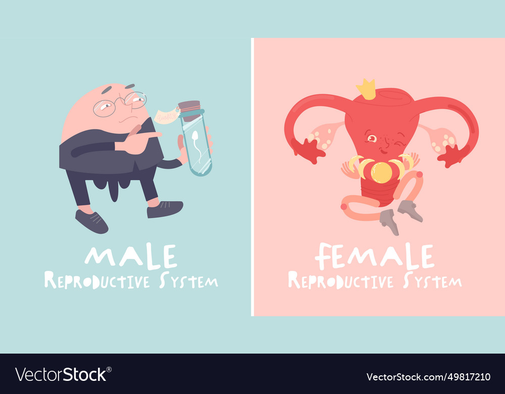 Male And Female Reproductive Systems Cartoon Vector Image