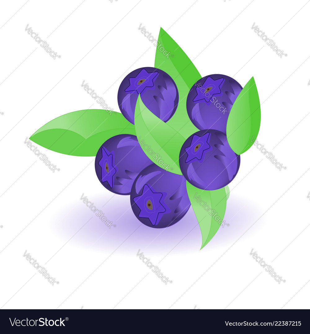 Isolated of blueberries Royalty Free Vector Image