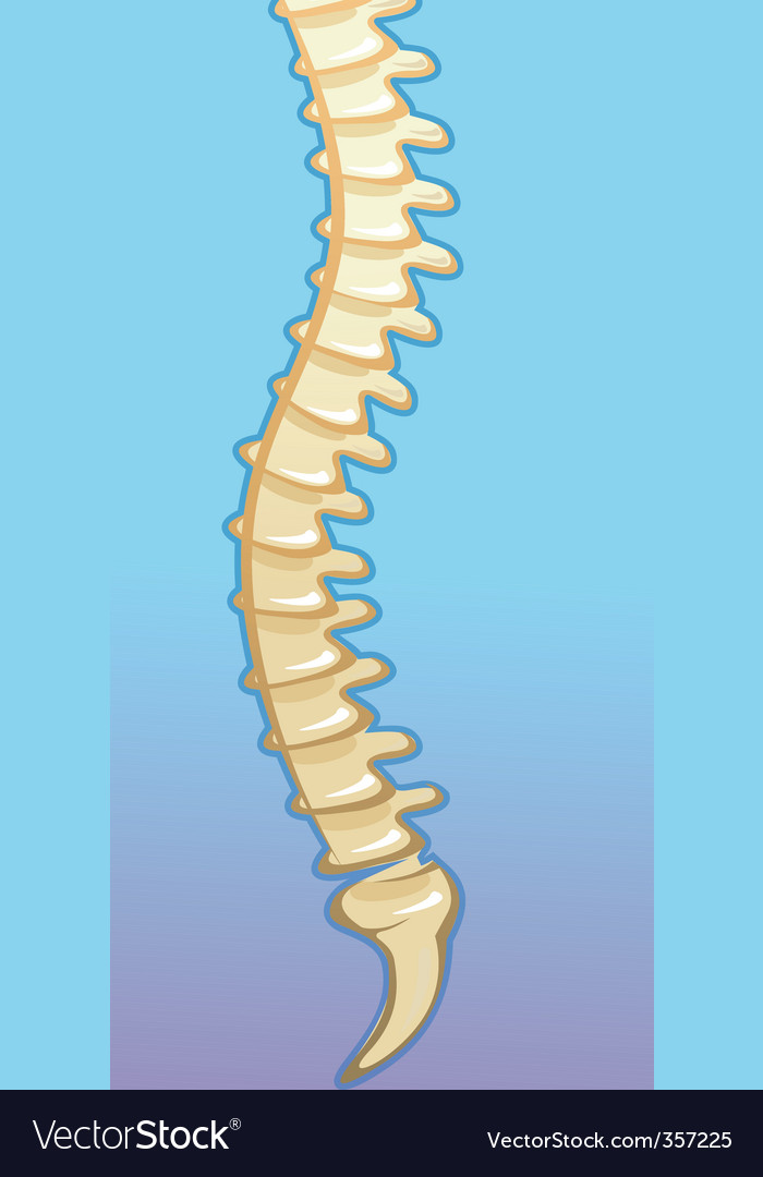 Bones Royalty Free Vector Image - VectorStock