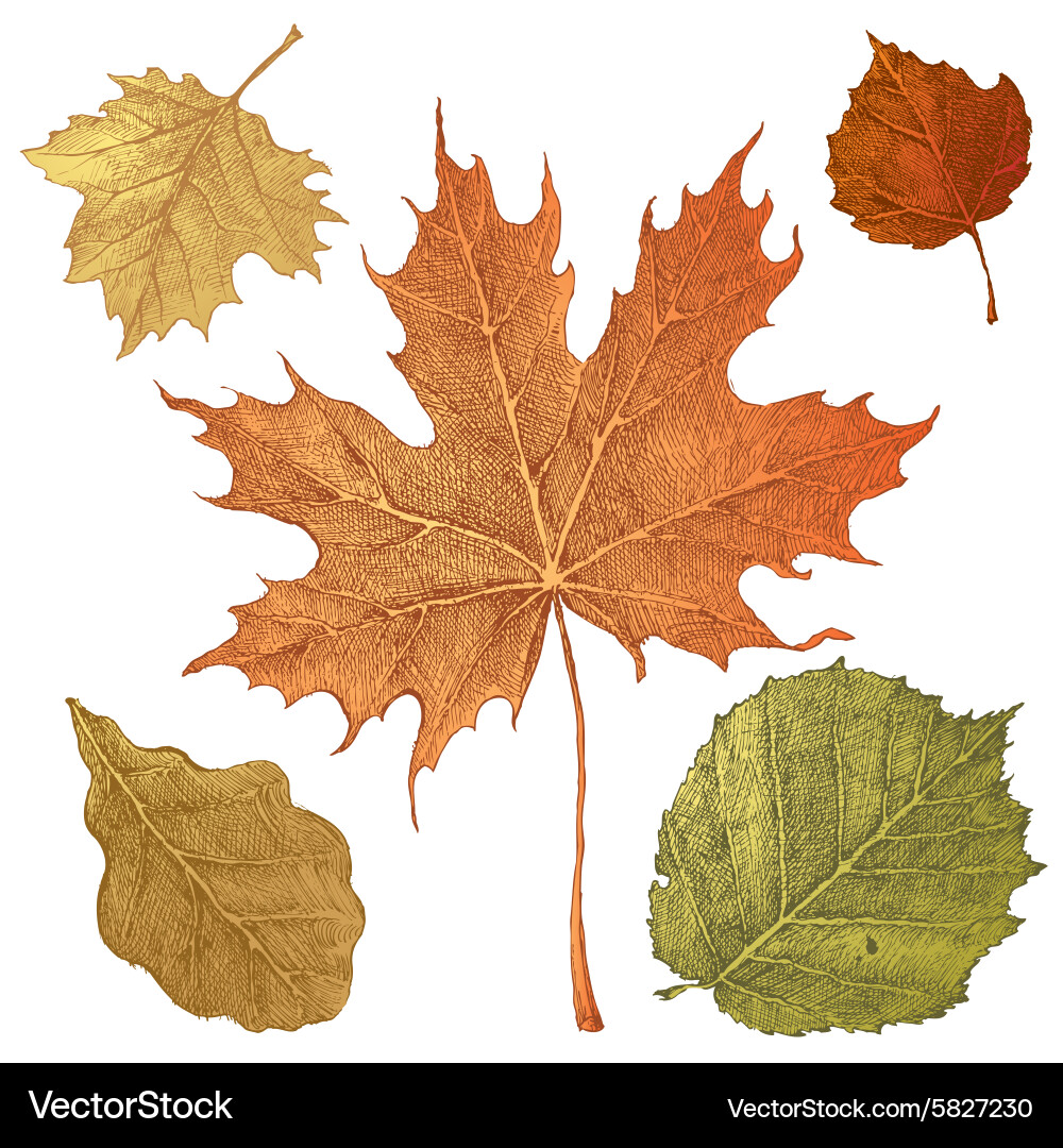 Hand drawn autumn leaves Royalty Free Vector Image