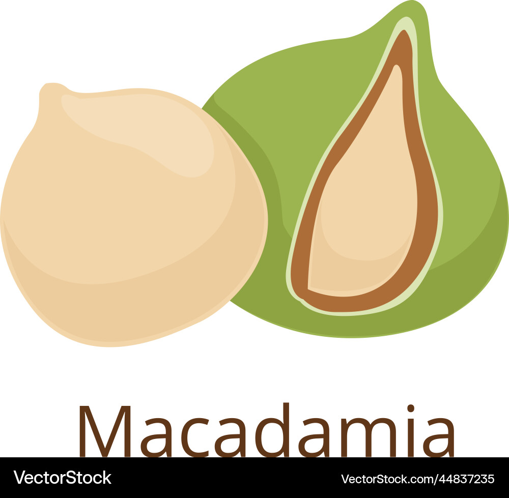 Macadamia nut icon organic fresh raw snack Vector Image