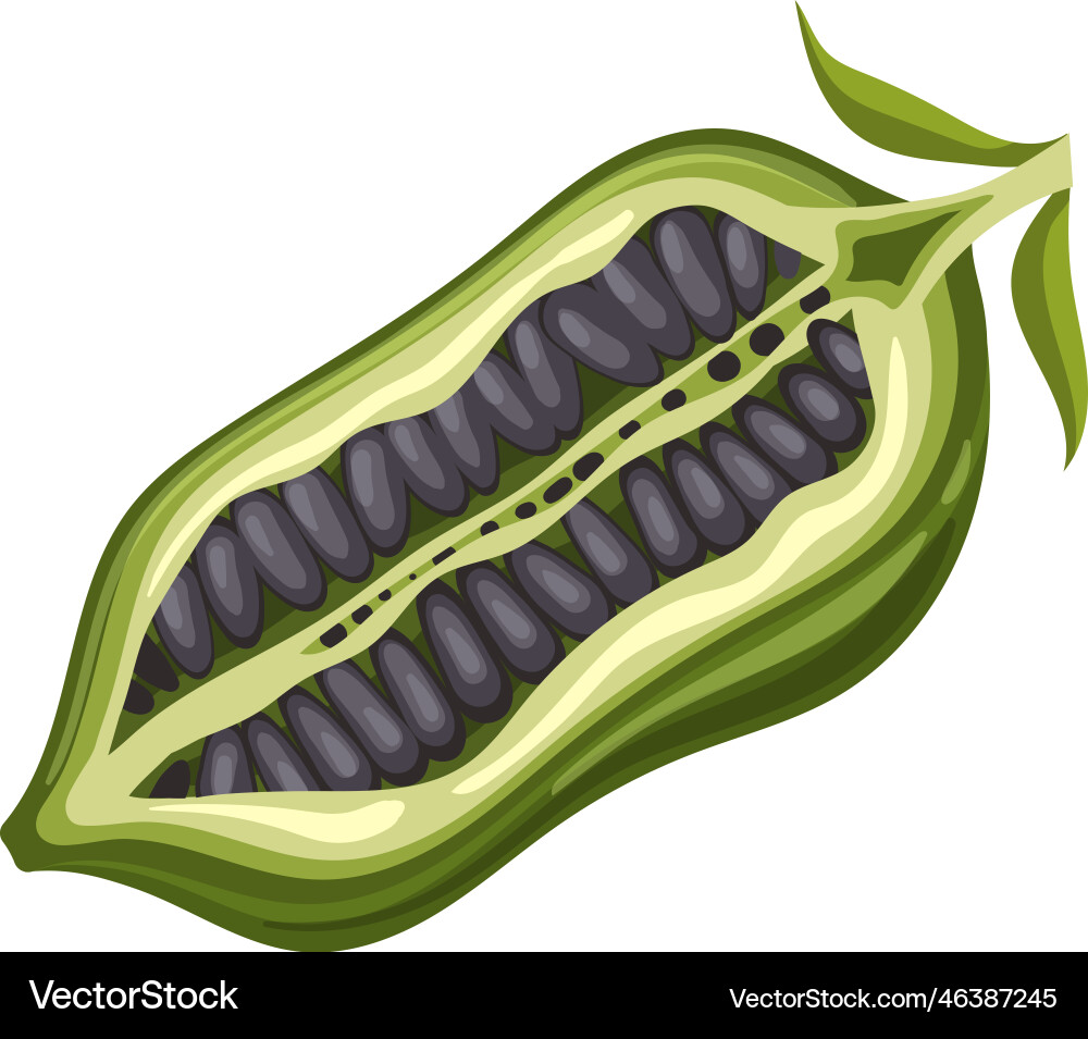 Sesame plant cartoon Royalty Free Vector Image
