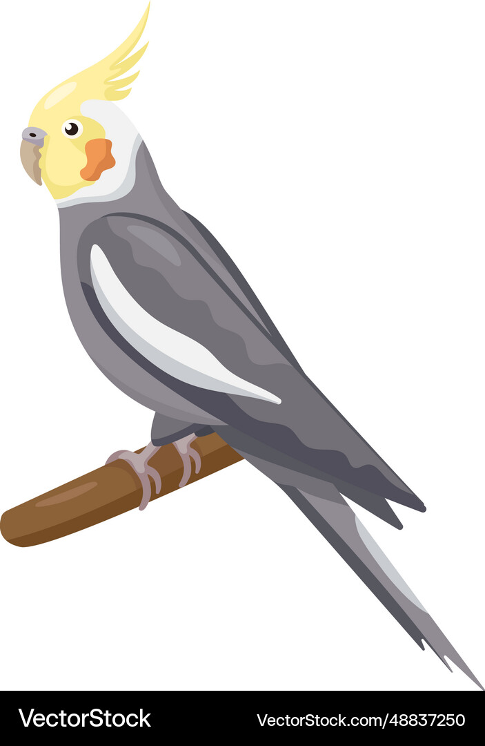 Cute flat realistic parrot cockatiel Royalty Free Vector