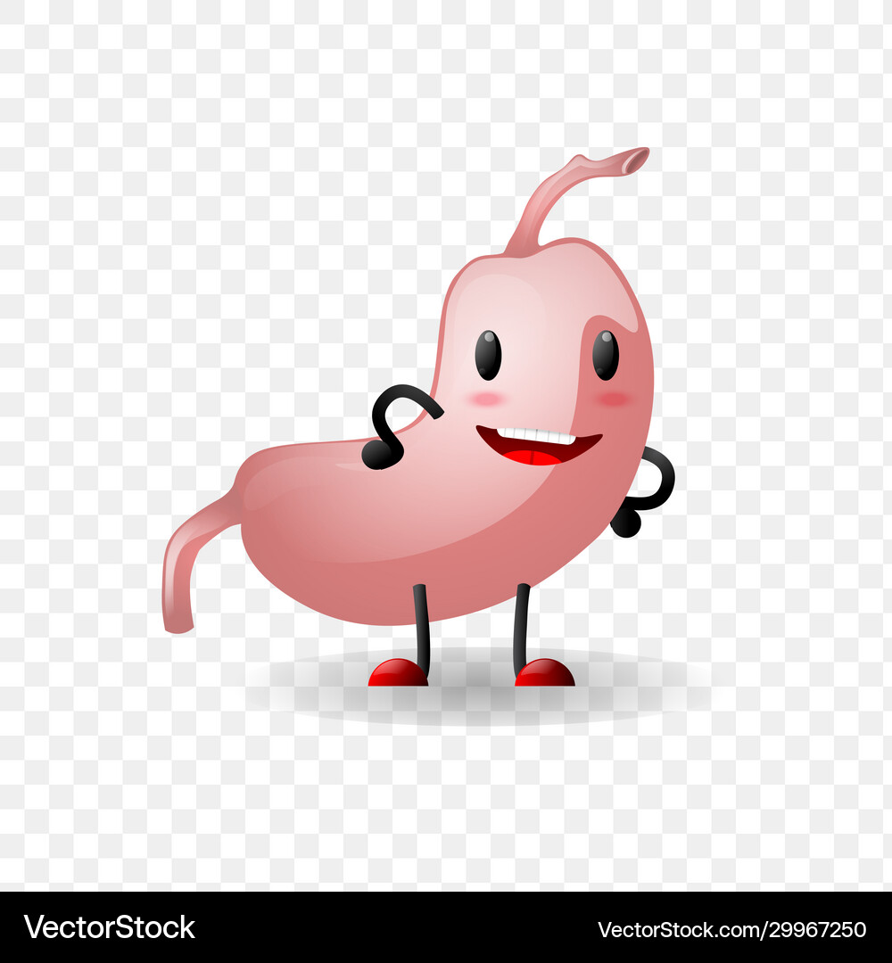 Human internal stomach anatomy Royalty Free Vector Image
