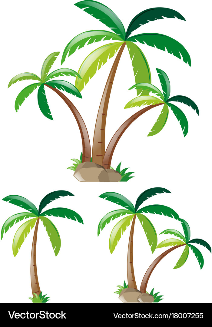 Different shapes of coconut trees Royalty Free Vector Image