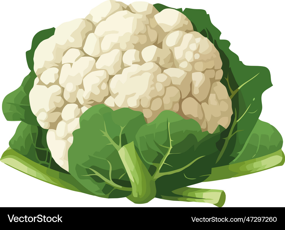 Fresh organic ripe cauliflower Royalty Free Vector Image