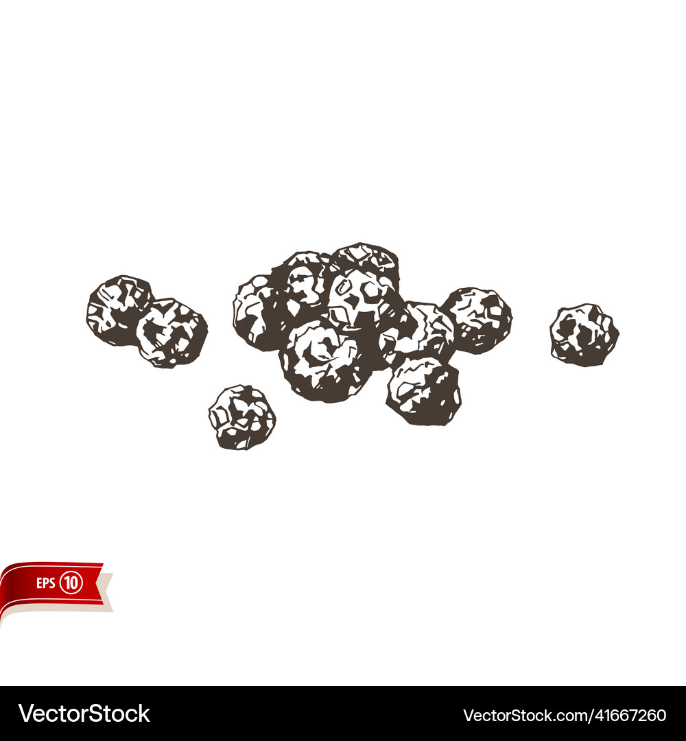 Hand drawn dark peppercorns isolated on white Vector Image