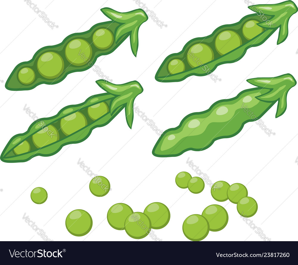 Pods green peas Royalty Free Vector Image - VectorStock